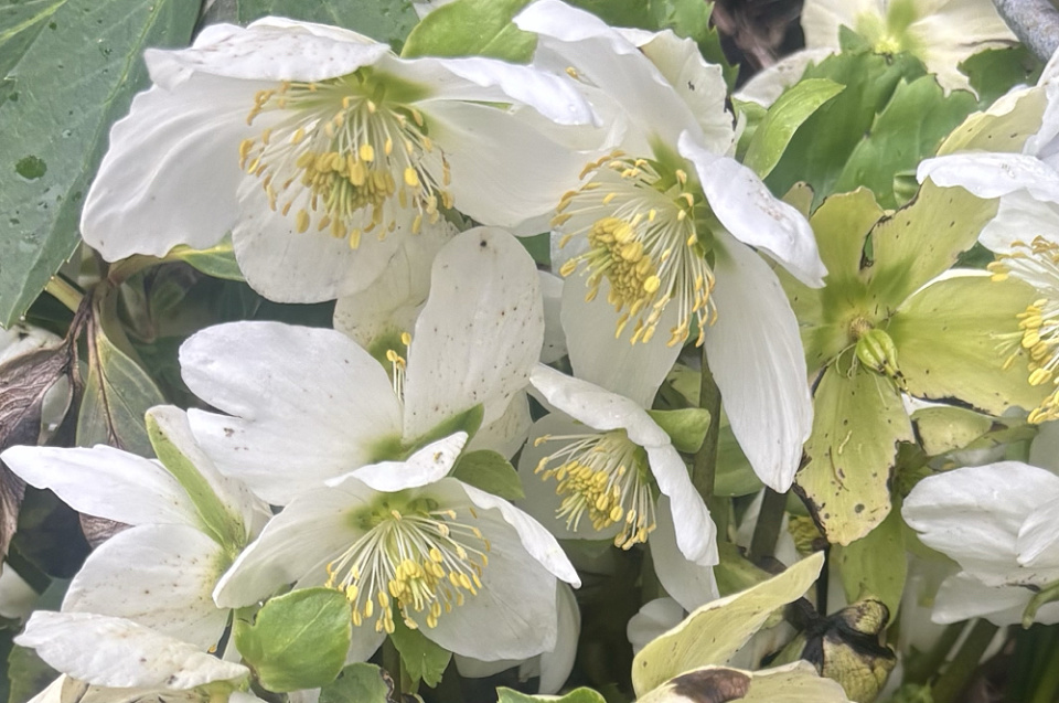 Spring flowers | hildasrose | Blipfoto