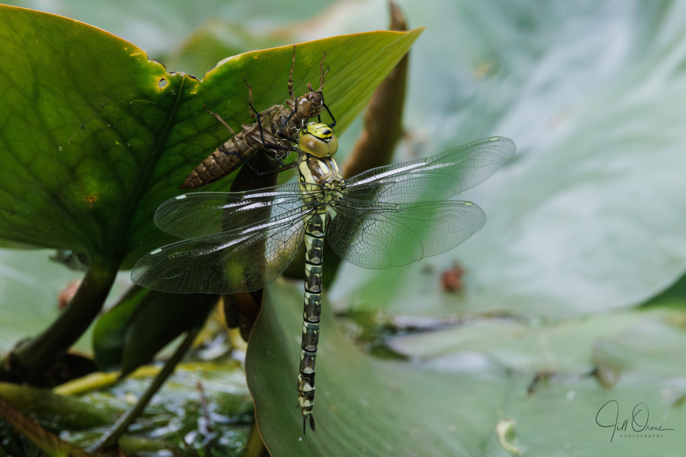 Teneral | JDO | Blipfoto