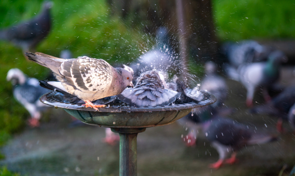 Bath time | DarkEyedMary | Blipfoto