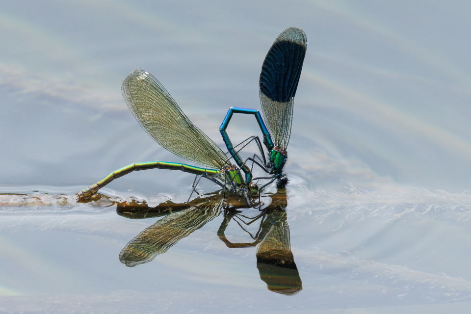 Headstand | JDO | Blipfoto