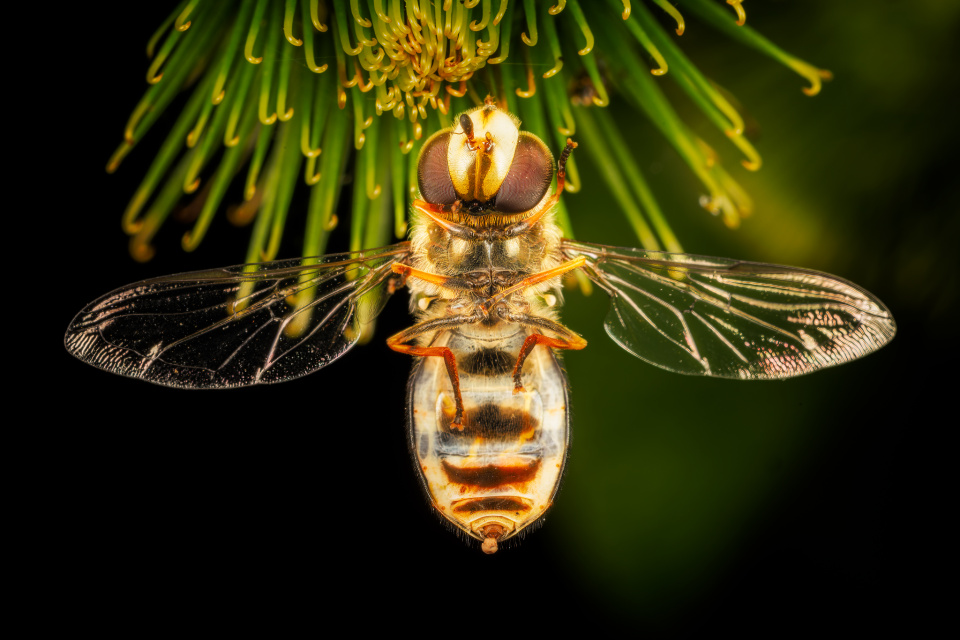 AI | stevvi | Blipfoto