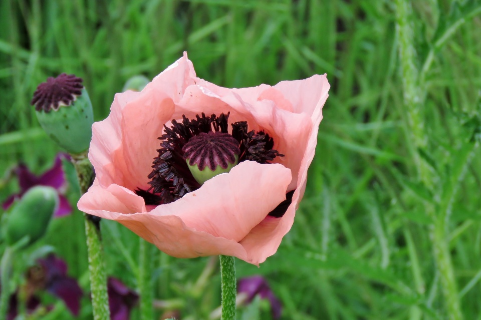 Poppy love! | ladypop | Blipfoto