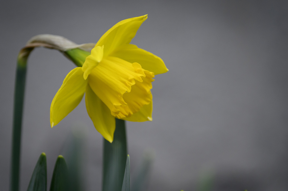 Lame... | dbifulco | Blipfoto