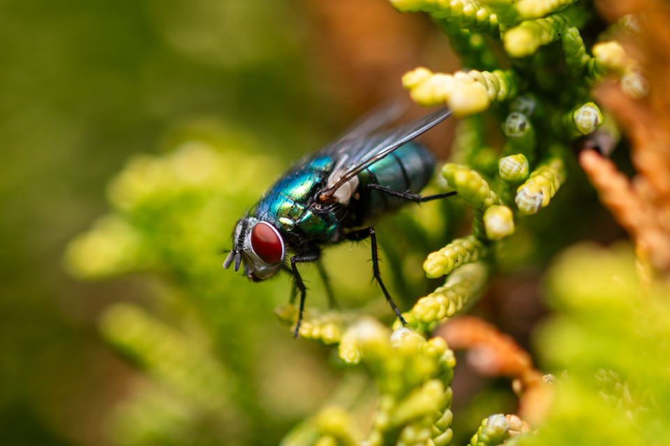 Shiny Armour | AH14 | Blipfoto