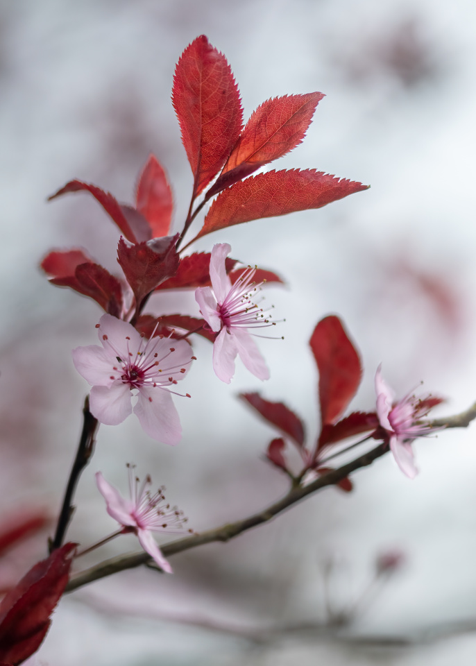 Blossom | AH14 | Blipfoto