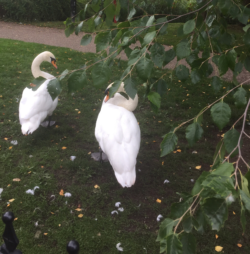 Sad swans | tinksandtonks | Blipfoto