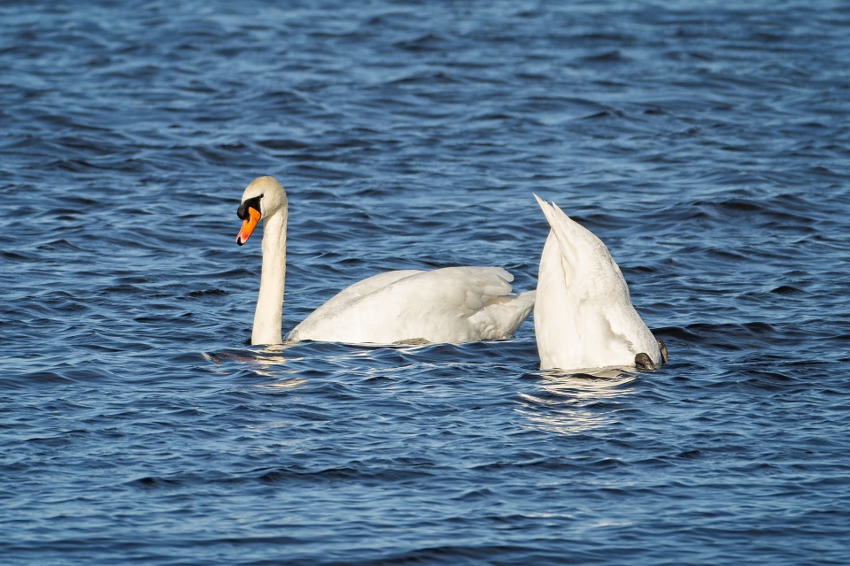 One and a half swans | Hogan | Blipfoto
