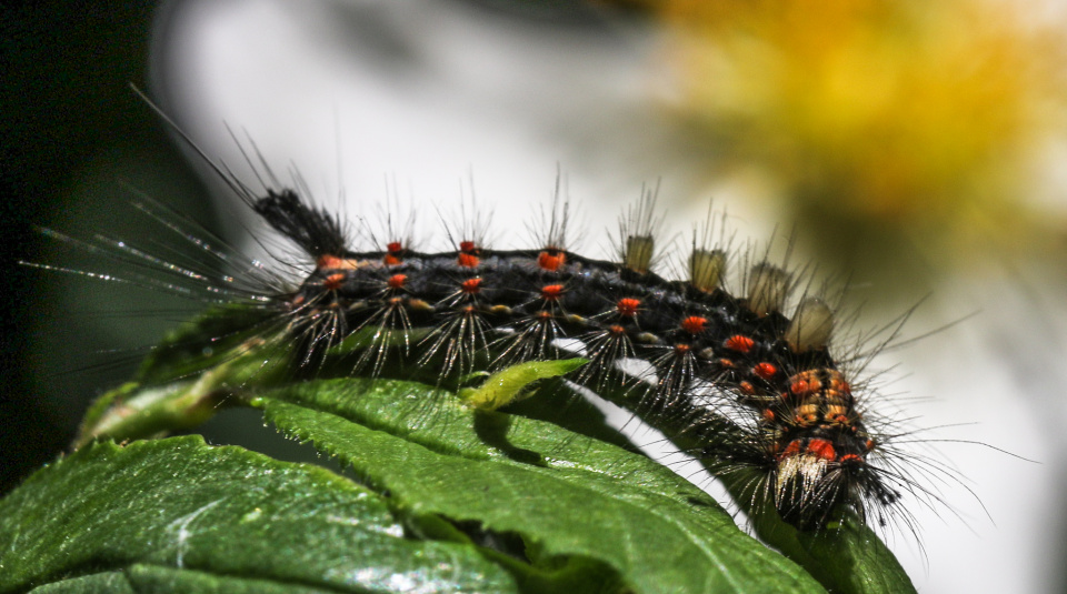 Rusty Tussock Caterpillar | MsQuizzical | Blipfoto