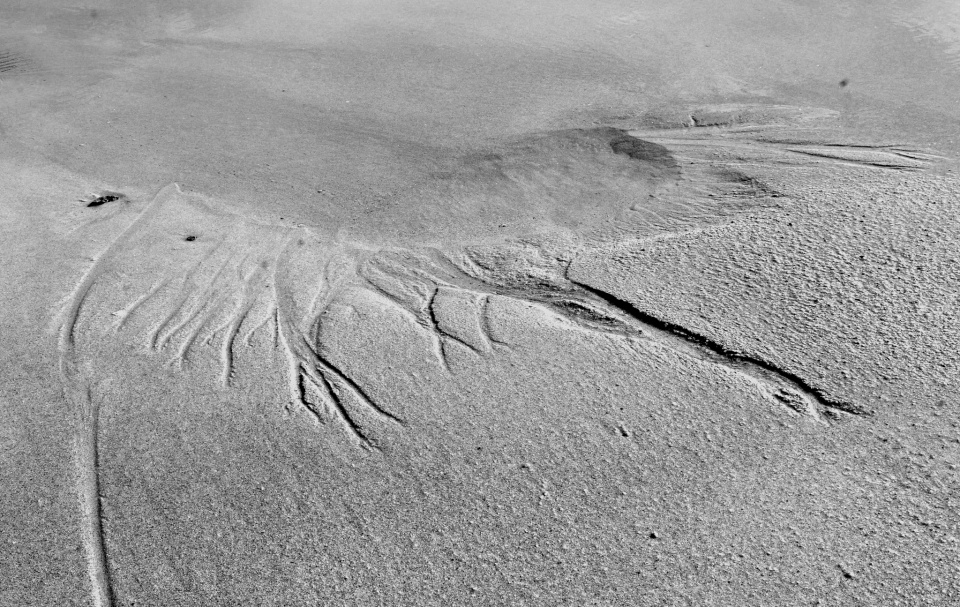 Crane? | pixelpixie | Blipfoto