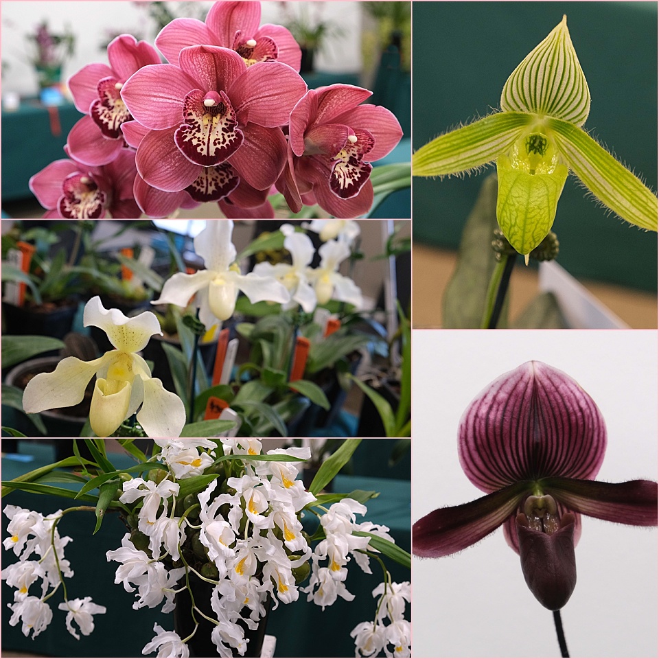 We visited an orchid show at Hamilton Gardens | Tommie2 | Blipfoto