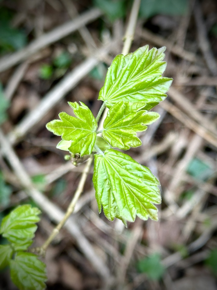 Hawthorn Leaves | GrahamColling | Blipfoto