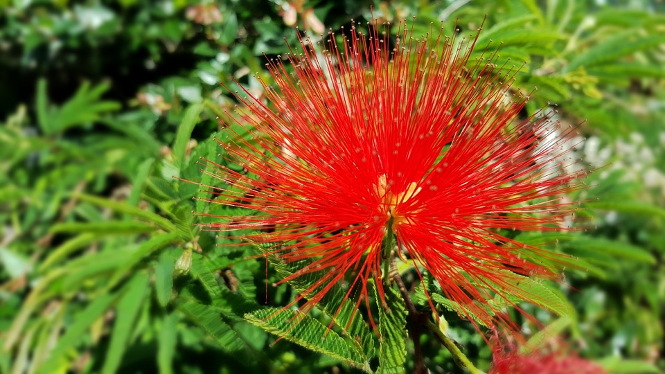 Red Mimosa | sandfly07 | Blipfoto