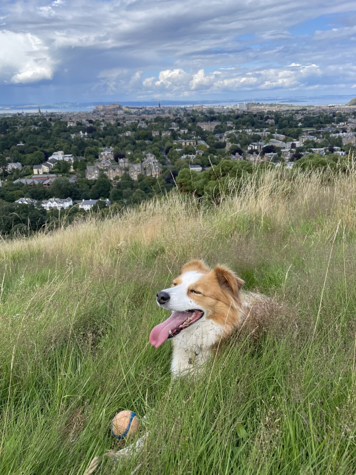 Flop down! | TrixieTheCollie | Blipfoto