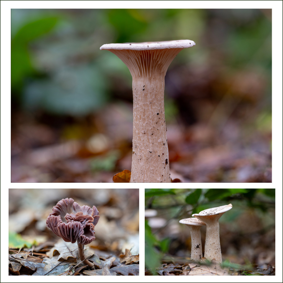 Fungi walk | NickyR | Blipfoto