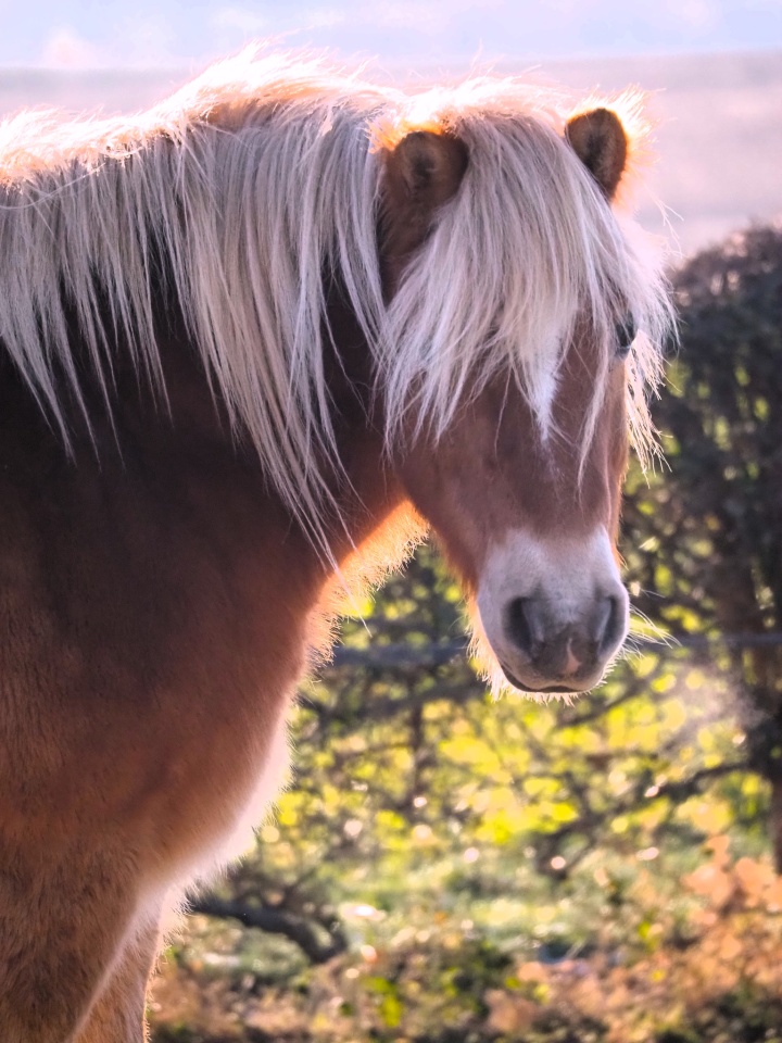 Lonely pony | pkln | Blipfoto