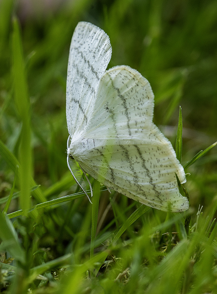 Common White Wave moth | villan | Blipfoto