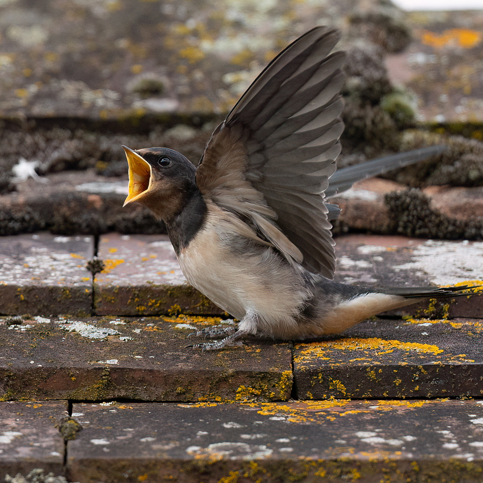 Feed Me! | Hillyblips | Blipfoto