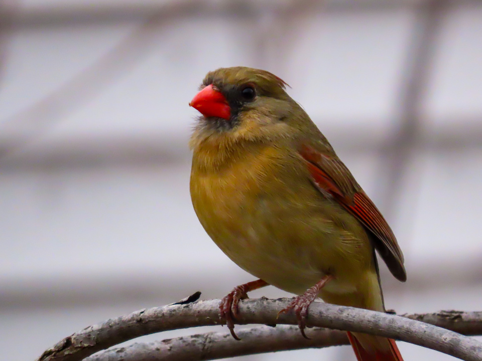 Mrs Cardinal | KevinV | Blipfoto