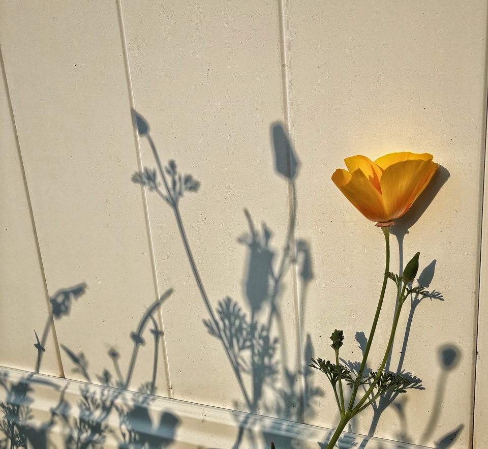 Poppy and shadows | Evie11 | Blipfoto