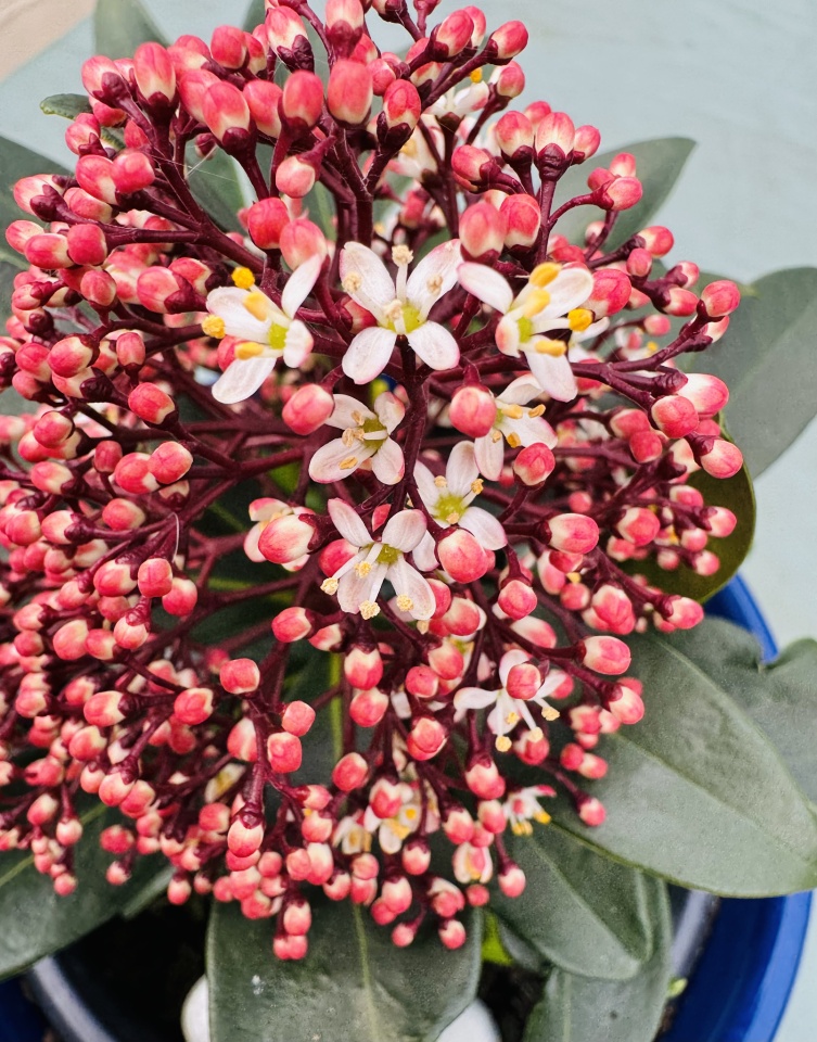 SKIMA SHRUB | sunflower | Blipfoto