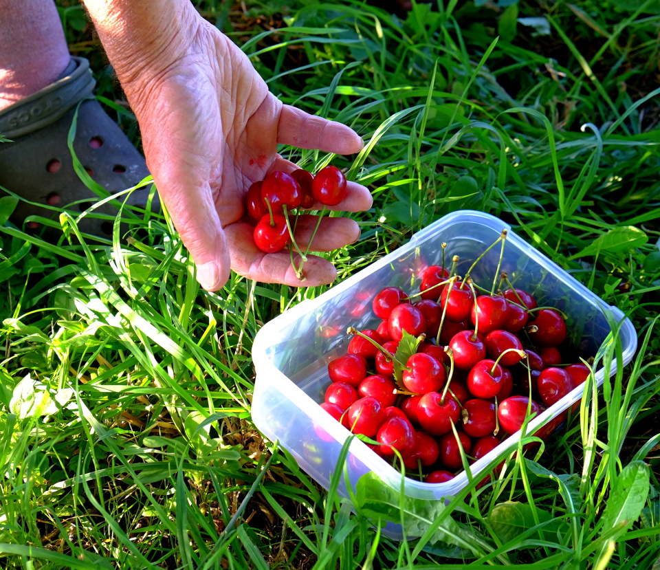 Cherry Cherry . . . Neil Diamond | V1k1 | Blipfoto