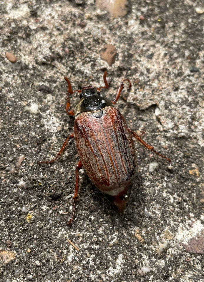 Common Cockchafer. | Midlander | Blipfoto