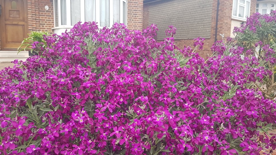 Gillyflower or Stock | vince193 | Blipfoto