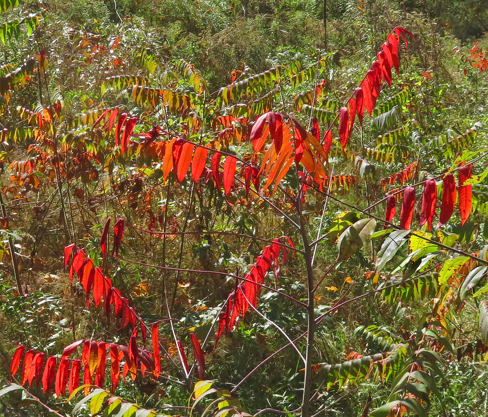 Red Staghorn Sumac at Fort River | VandeGraaff | Blipfoto