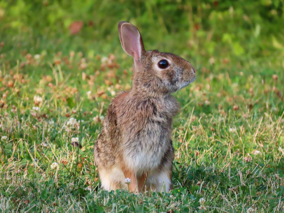 Bunny Pose | KevinV | Blipfoto