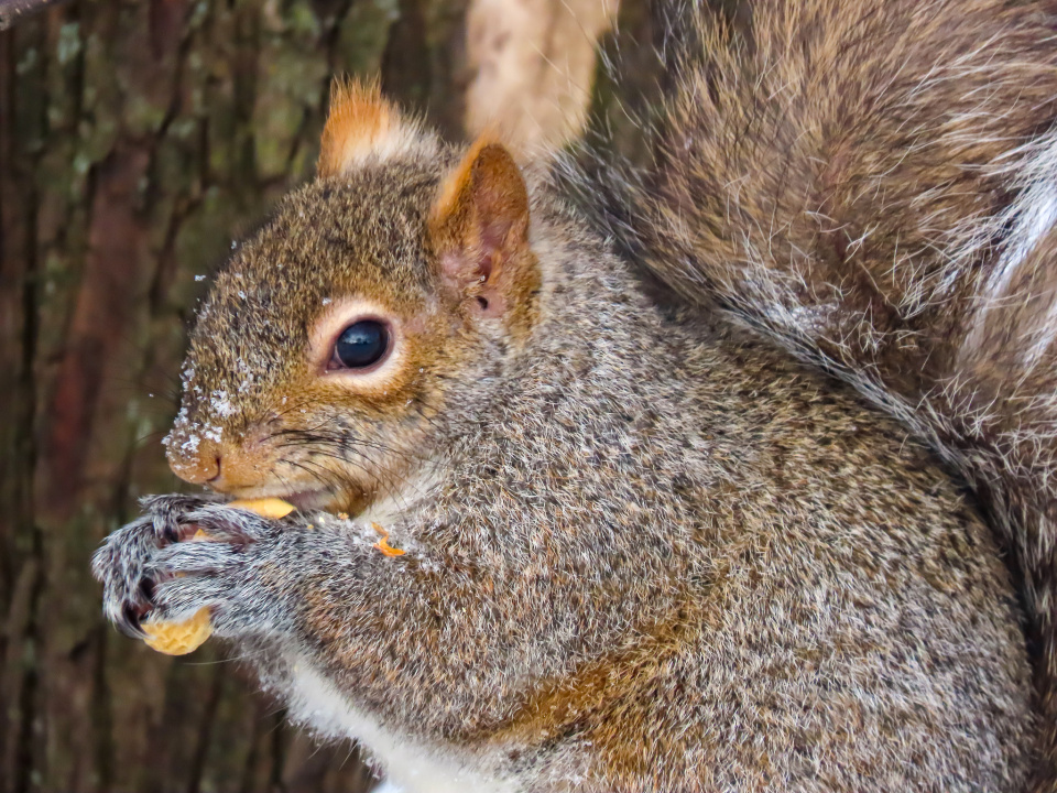 Squirrel Blip Friday - too much snow edition | KevinV | Blipfoto
