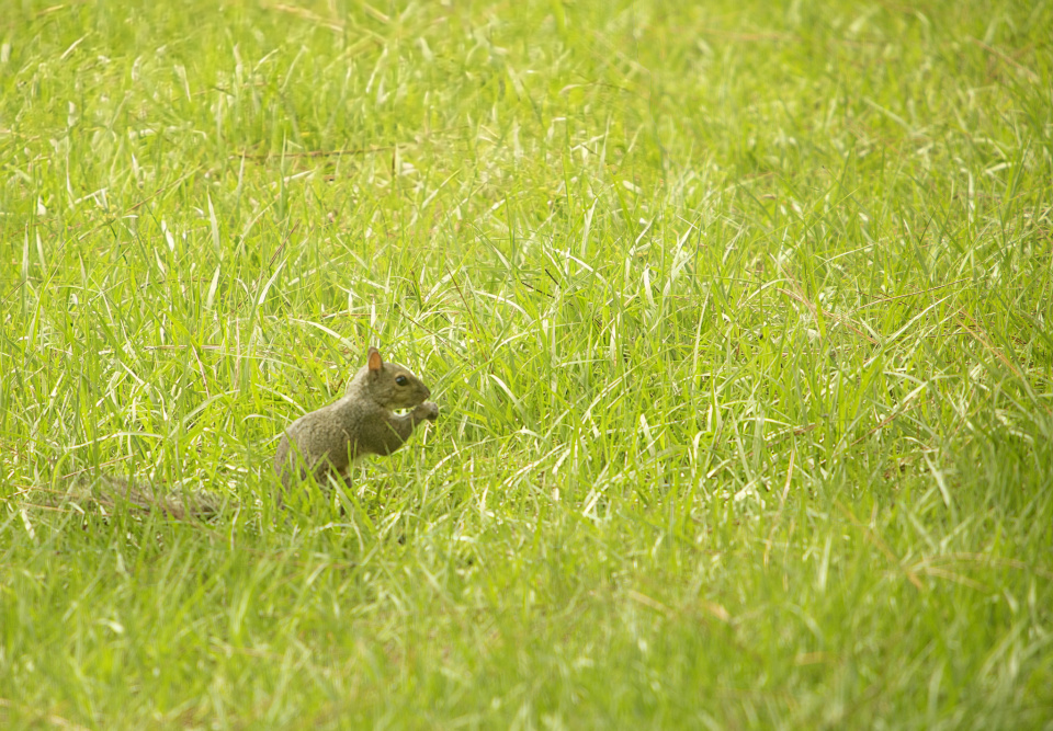 High Grass | bugsman | Blipfoto