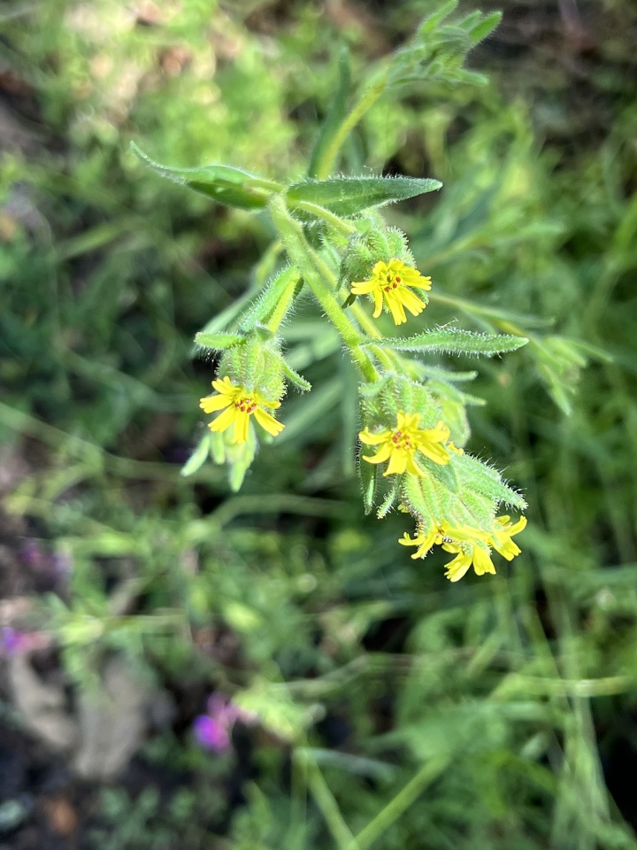 Madia Sativa/Coast Tarweed | Wildwood | Blipfoto