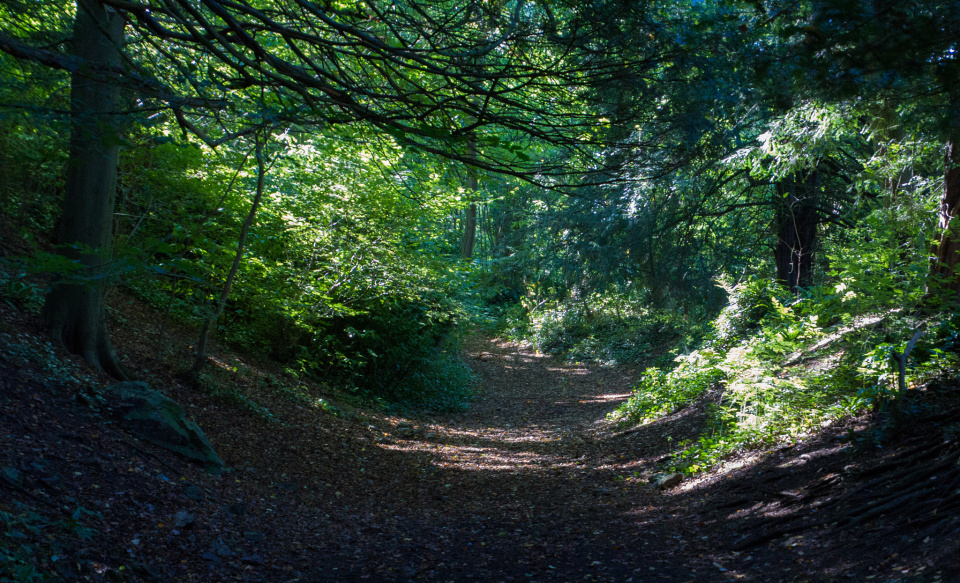Woodland Walk | Kernow | Blipfoto