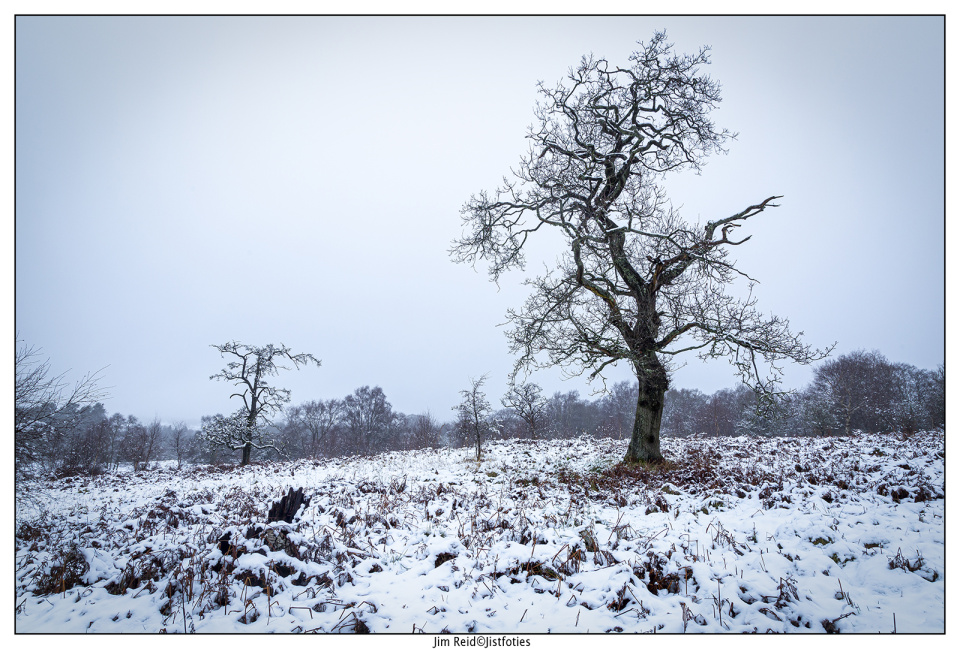 Day 20 - That Tree in January | jimboreid | Blipfoto