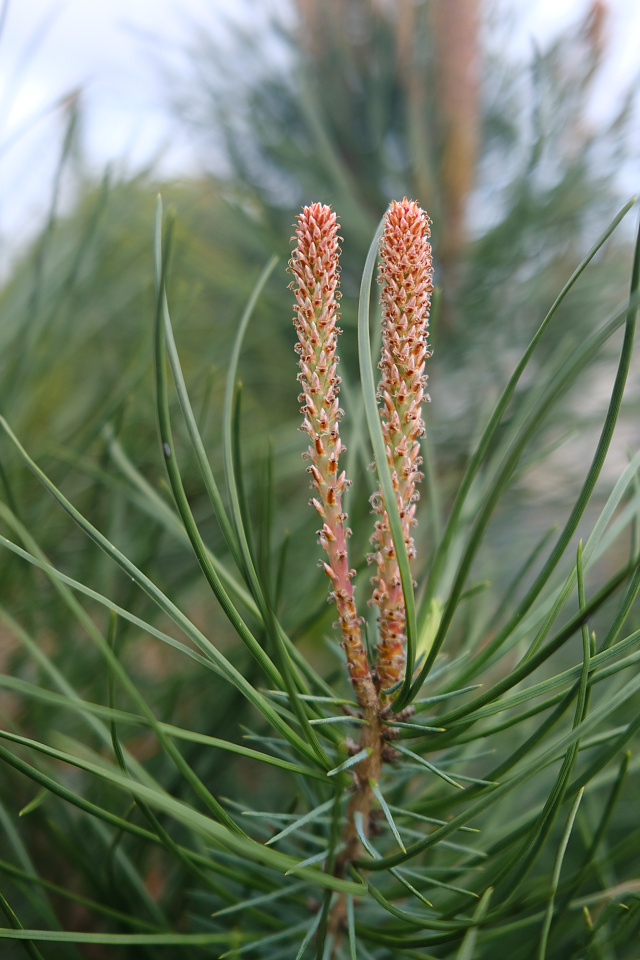 pine | LesleyAlsford | Blipfoto