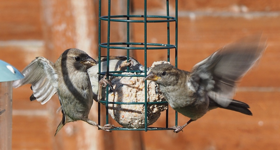 Spuggies | AlisonM | Blipfoto