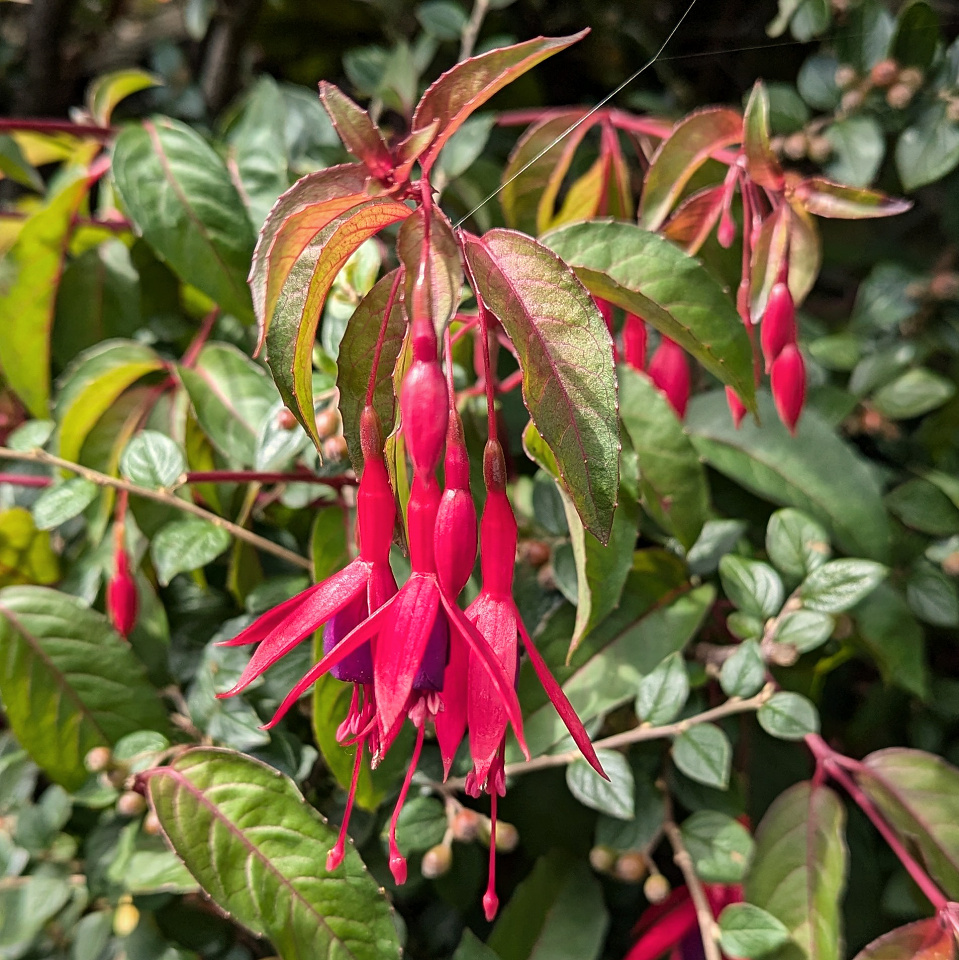 A garden blip... | 60plus | Blipfoto