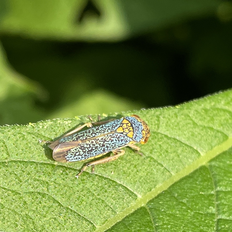 Broad-headed Sharpshooter | Kimb | Blipfoto