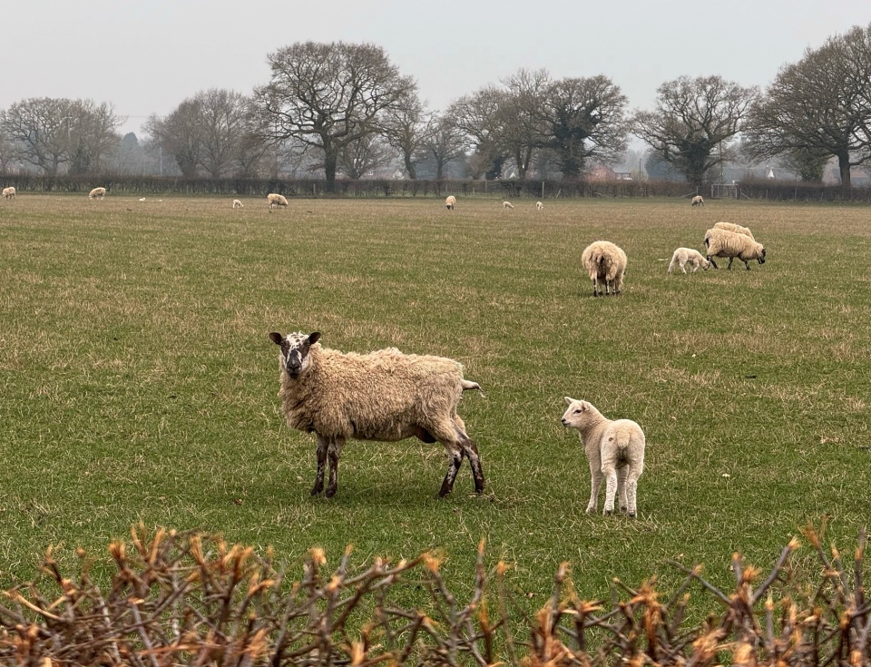 Sheep | Technophobe | Blipfoto