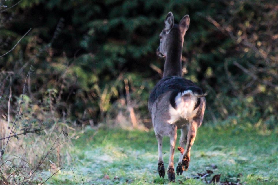 Stotting Deer | MsQuizzical | Blipfoto