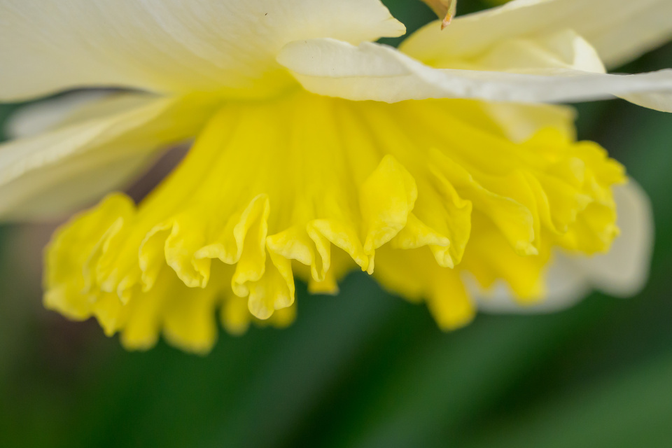 Fancy Dancer | dbifulco | Blipfoto