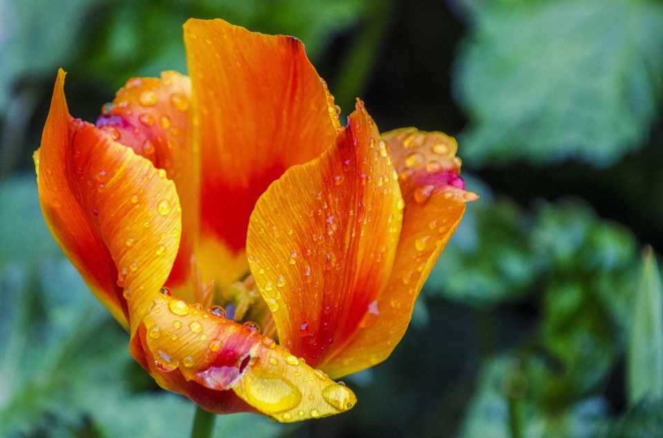 Fiery tulip | Ingeborg | Blipfoto