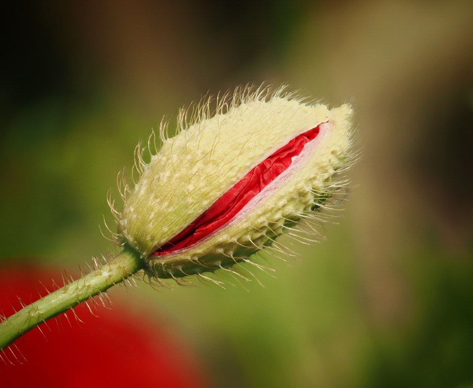Poppy | Technophobe | Blipfoto