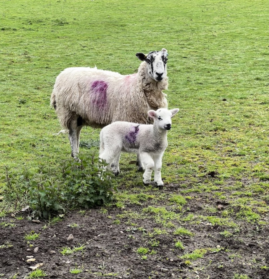 First lamb. | cathy1947 | Blipfoto