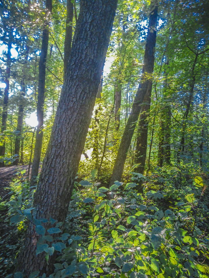 A forest view in Helsinki | akkuvv | Blipfoto