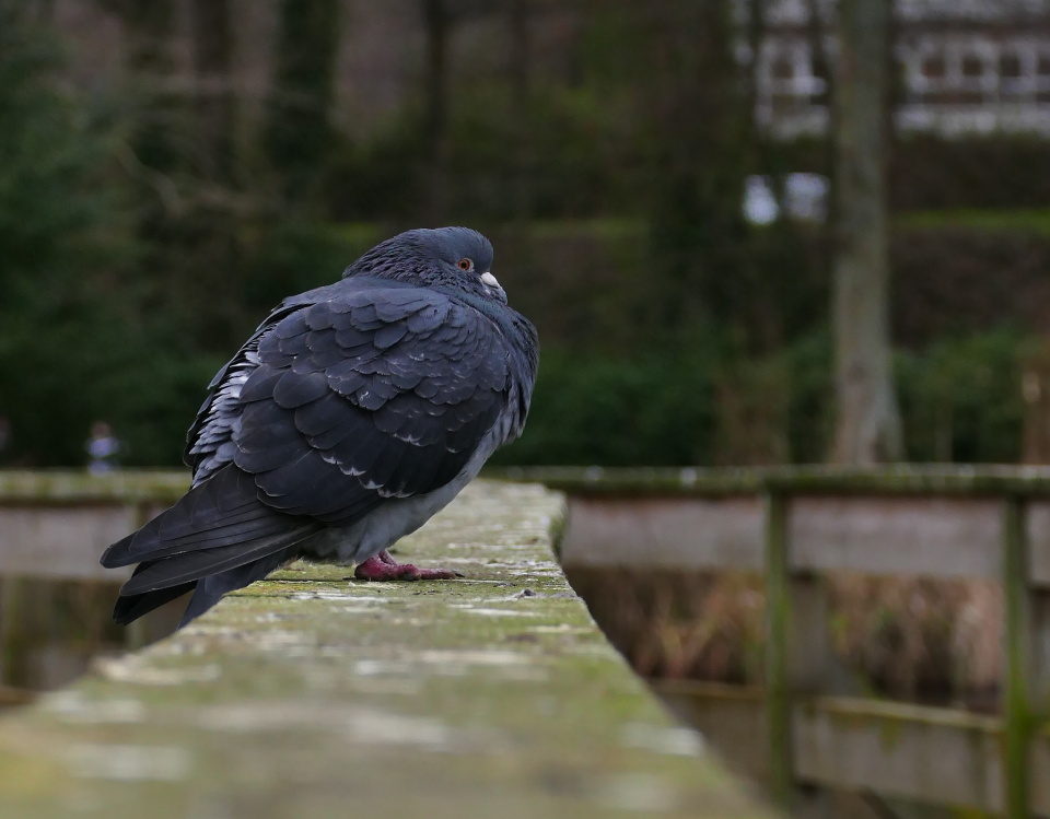 Puffed-up pigeon in Perth park. | Murmuration | Blipfoto