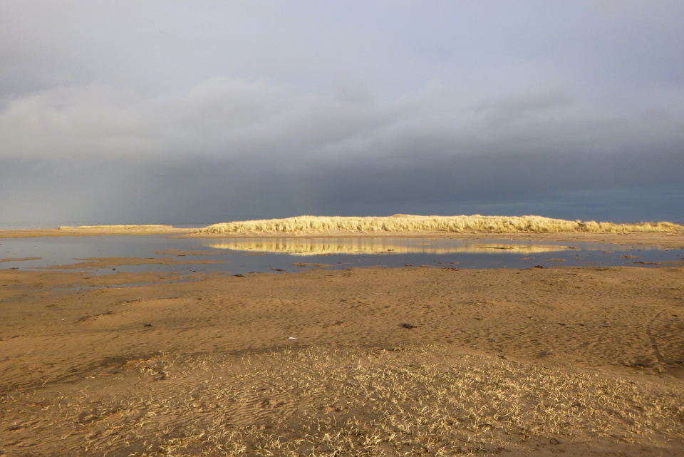 Refelctions | rat | Blipfoto