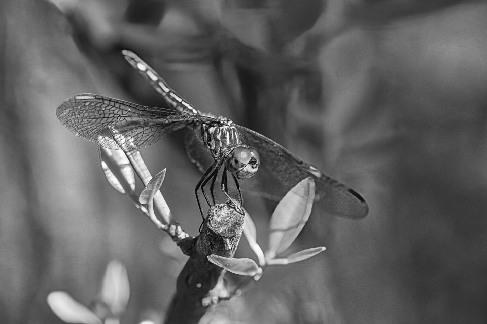Dragonfly | bugsman | Blipfoto