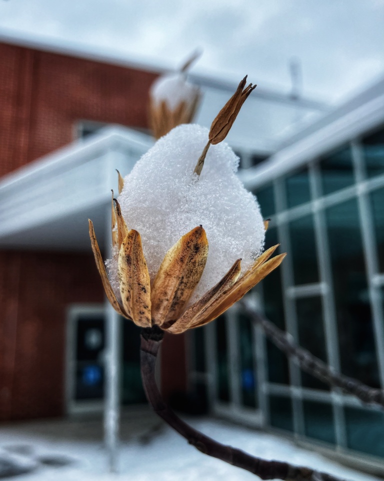 Snowy Tulip Blossoms | madowoi | Blipfoto
