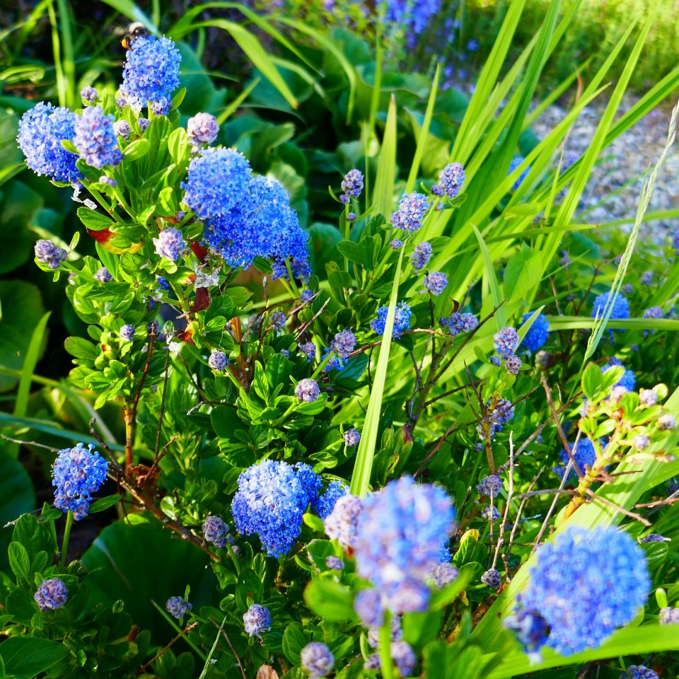 Halfway through June | PicturePoems | Blipfoto